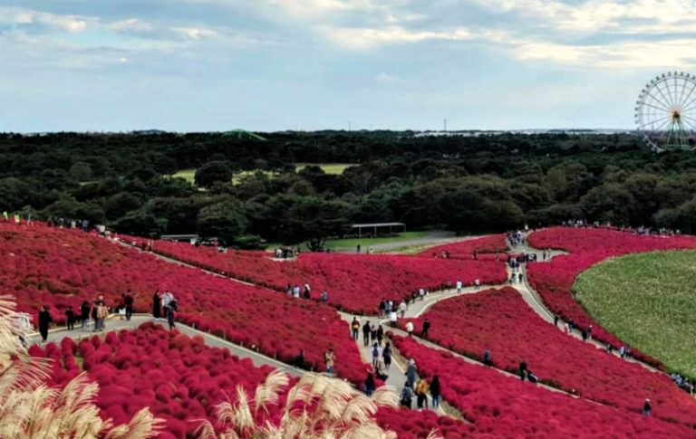 10 Best Things To Do in Ibaraki – A Great Adventure Awaits!｜Gyl Magazine